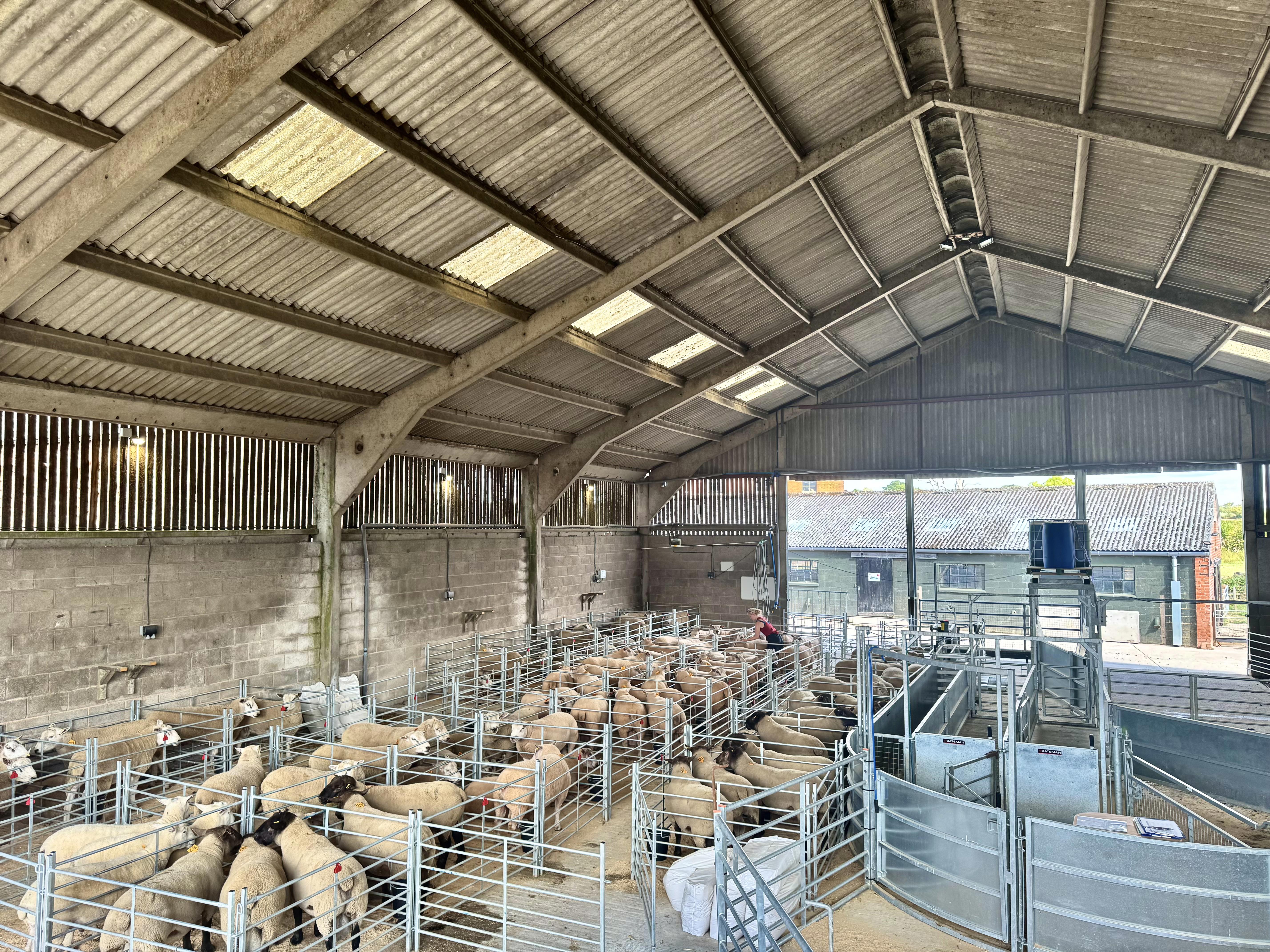 Hartpury hosts successful Innovis ram sale – Primera ram tops at £1,650