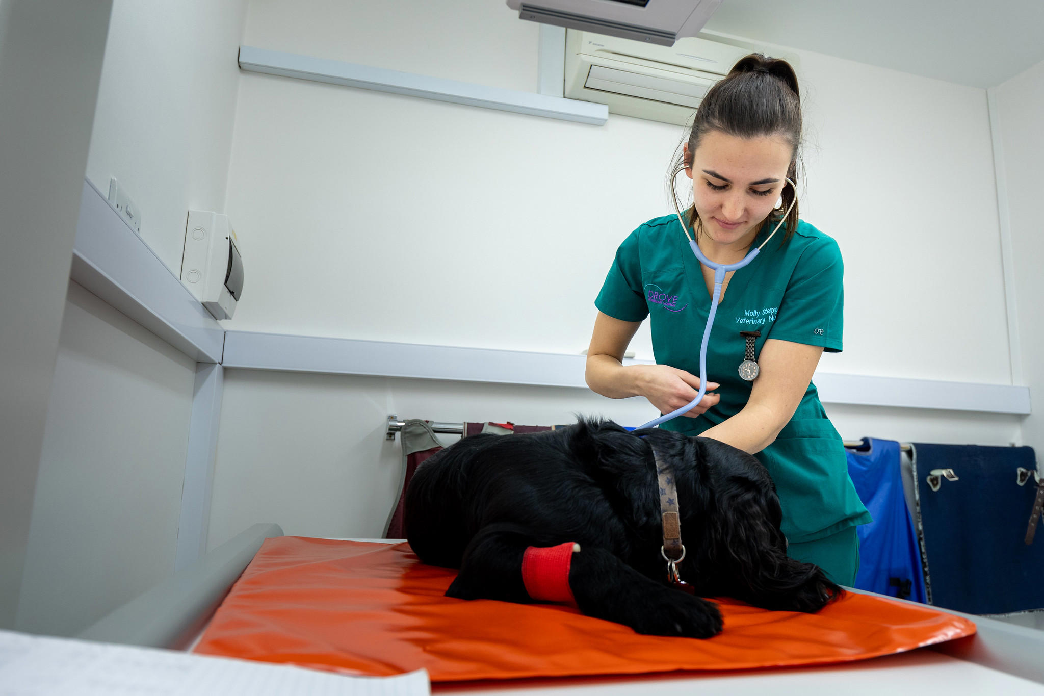 Advanced Veterinary Nursing (MSc, Postgraduate Certificate) | Hartpury ...