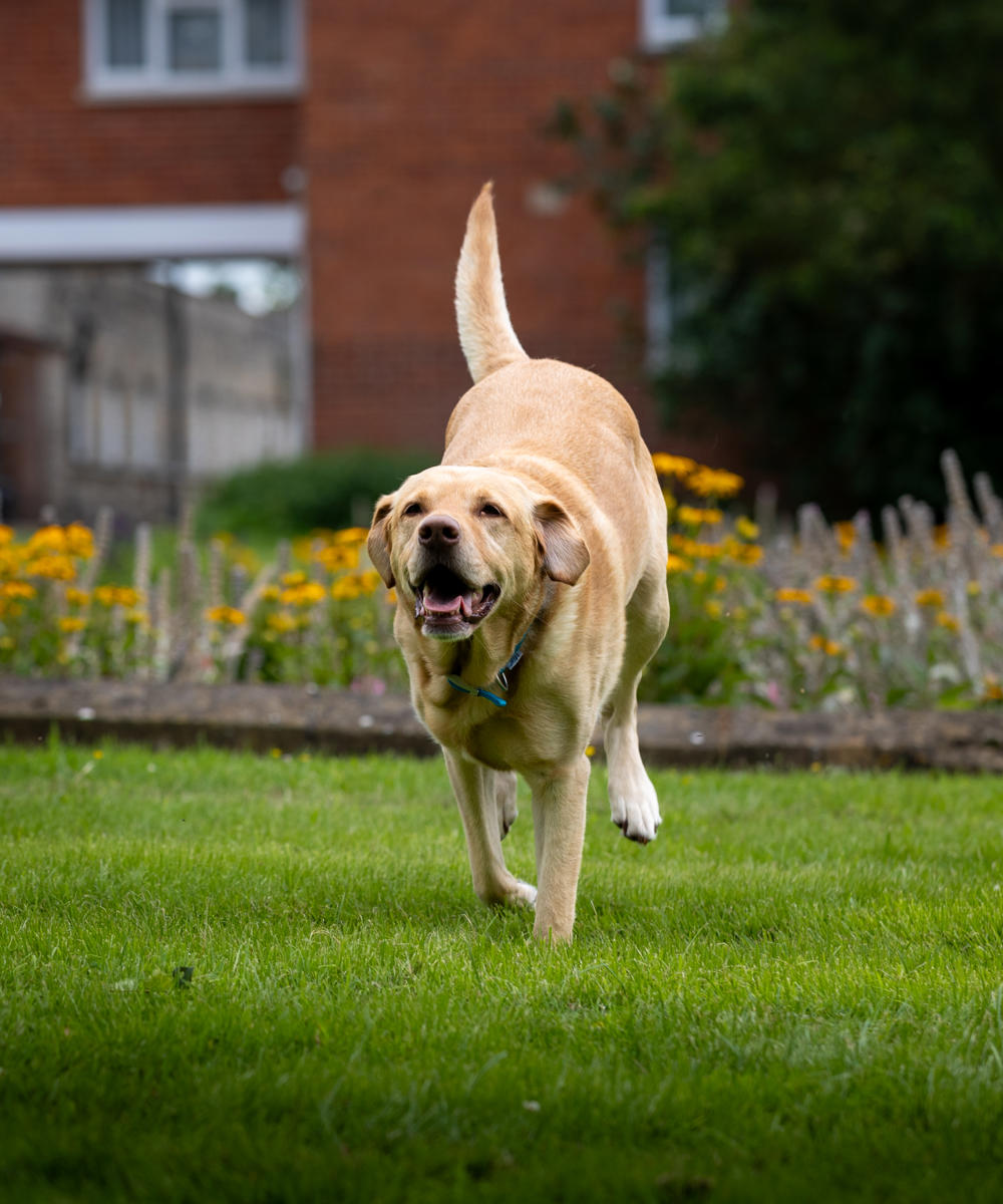 MSc Animal Assisted Counselling and Psychotherapy | Hartpury University MSc Animal Assisted Counselling and Psychotherapy | Hartpury University