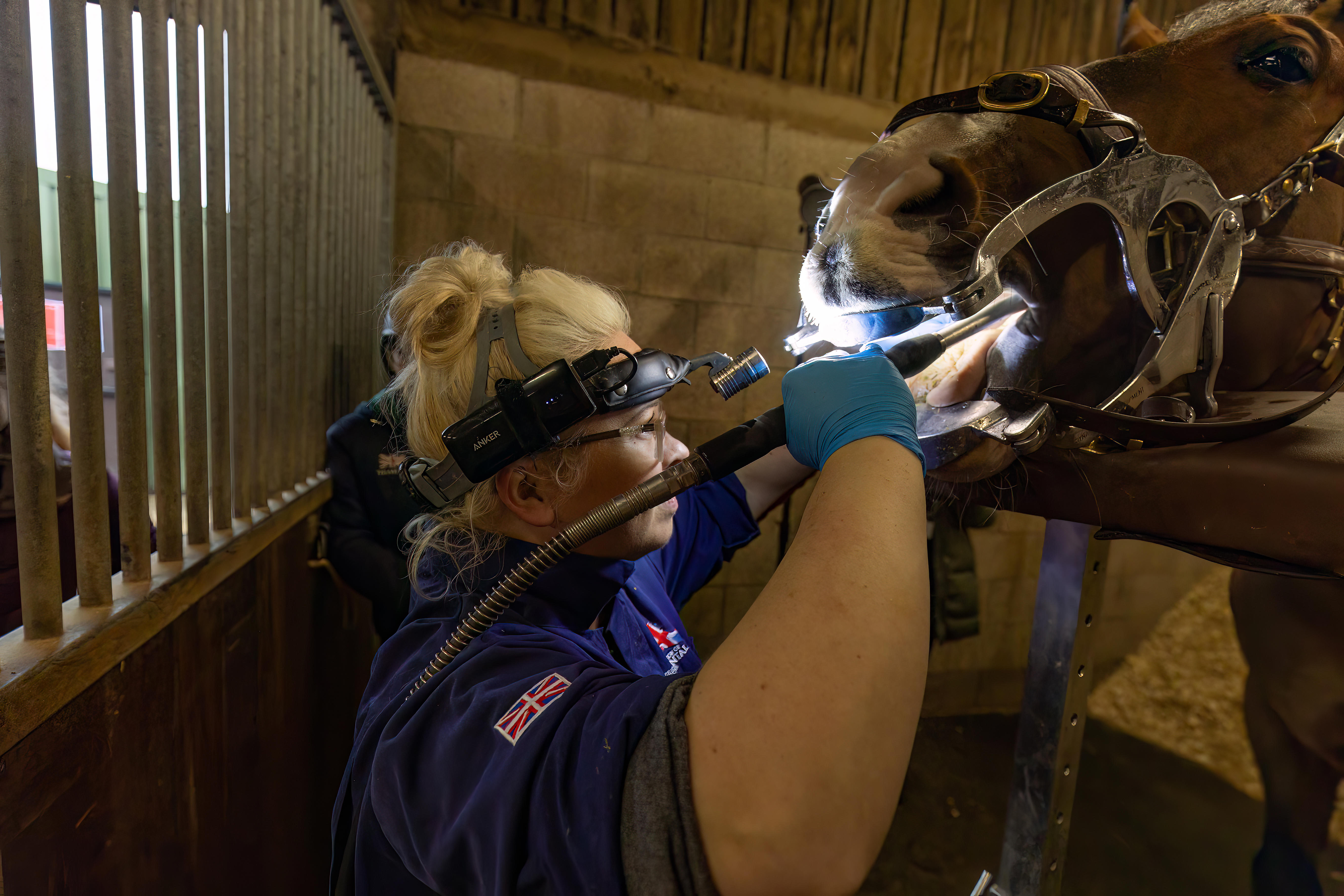 BSc (Hons) Equine Dental Science | Hartpury University